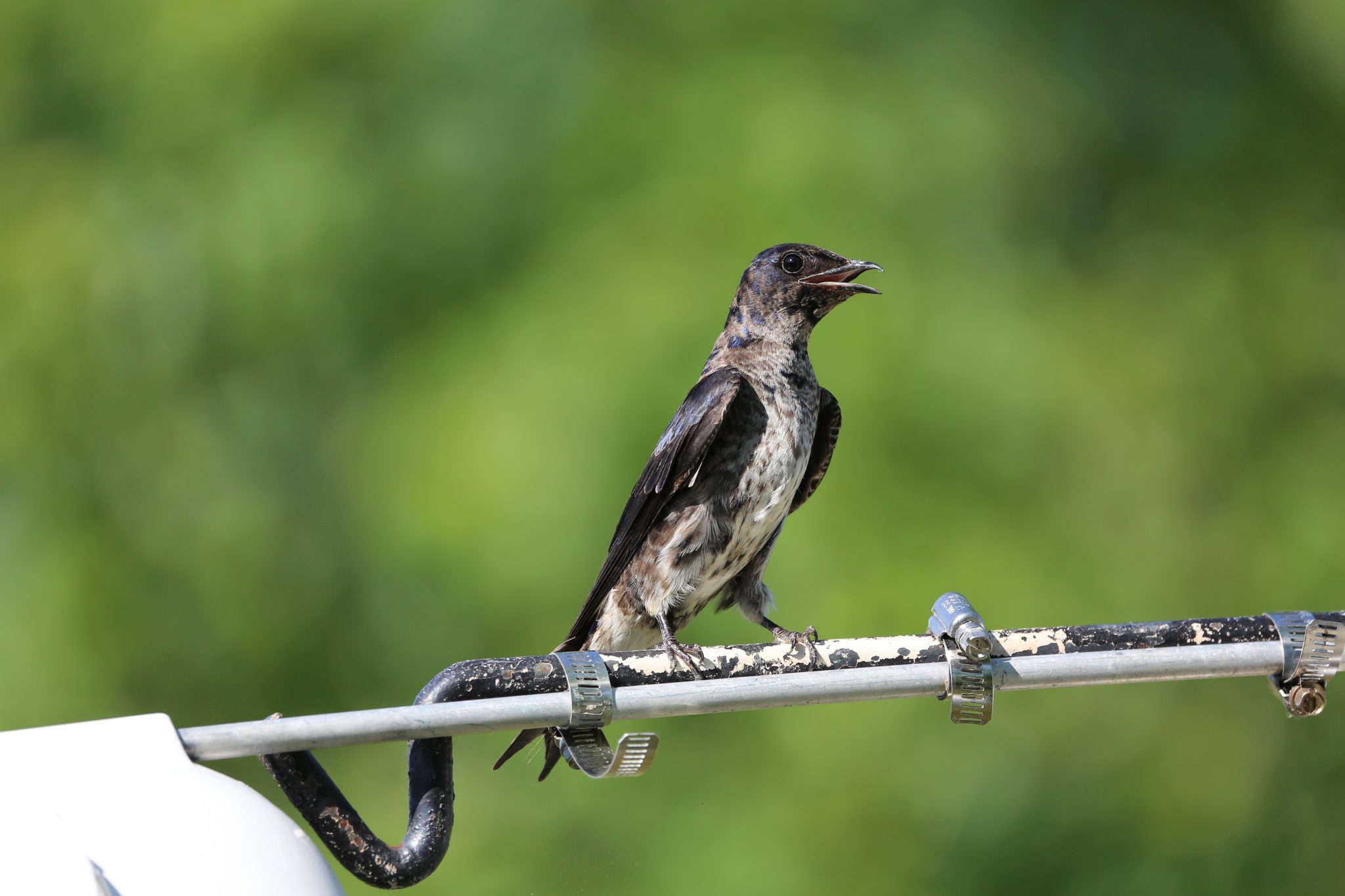 Home - Ontario Purple Martin Association