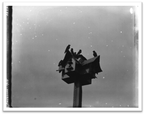 Martin House Plans - Ontario Purple Martin Association